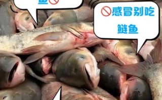 哪些人不能吃鲢鱼_痛风患者能吃鲢鱼吗