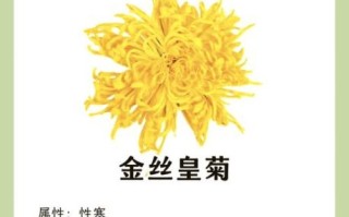 长期喝菊花茶有什么好处_菊花茶的功效与作用