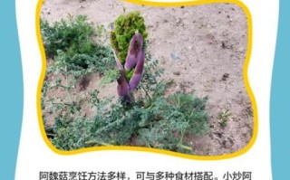 阿魏菇怎么做好吃_阿魏菇的做法大全窍门