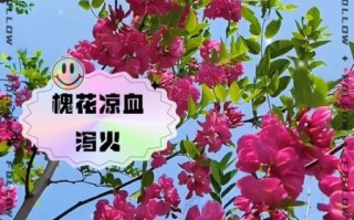 红槐花的功效与作用_红槐花禁忌有哪些