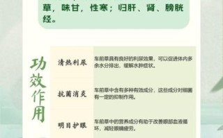 车前草的副作用有哪些_车前草伤肾吗