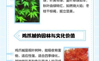 鸡爪槭怎么读_鸡爪槭读音拼音