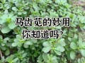马齿苋怎么吃不酸_马齿苋去酸技巧
