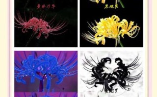 十大诅咒之花有哪些_为什么被称为不祥之花