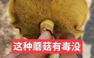野生黄蘑菇能吃吗_如何辨别毒黄菇