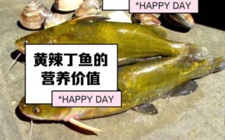 黄辣丁养殖池塘条件_黄辣丁池塘怎么建