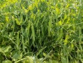 豌豆荚平板电脑版下载_豌豆荚平板版怎么安装