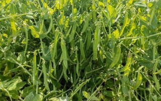 豌豆荚平板电脑版下载_豌豆荚平板版怎么安装