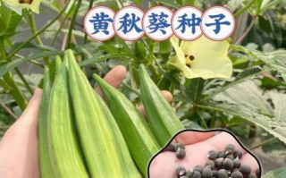 黄秋葵什么时候种植_黄秋葵几月份播种