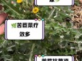 苦苣菜可以生吃吗_生吃苦苣菜安全吗