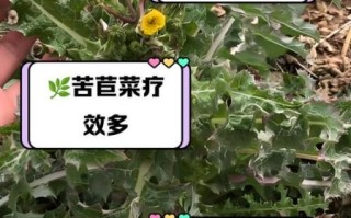 苦苣菜可以生吃吗_生吃苦苣菜安全吗