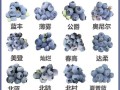 蓝莓品种介绍大全_蓝莓品种怎么选