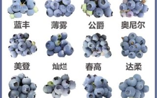 蓝莓品种介绍大全_蓝莓品种怎么选