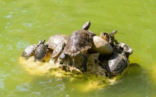 甲鱼在桶里能活多久_甲鱼放桶里怎么养