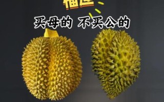 榴莲怎么挑选公母_榴莲公母区别图解
