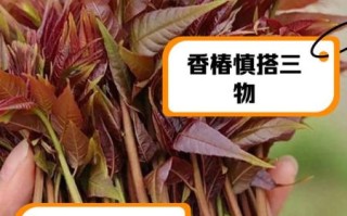 香椿什么人不能吃_孕妇能吃香椿吗