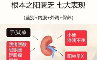 肾阳虚的症状有哪些_肾阳虚怎么调理