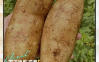 雪莲果可以蒸着吃吗_雪莲果蒸多久才熟