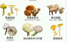 菌类图片怎么辨别有毒_常见食用菌识别方法