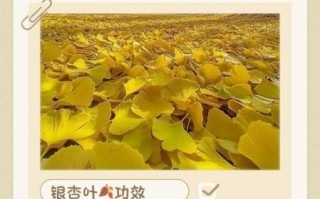 银杏叶片的功效与作用_银杏叶片副作用有哪些