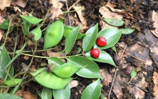 红豆沙树有什么功效_红豆沙树的作用与禁忌