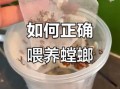 螳螂吃什么_螳螂怎么养