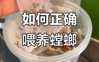 螳螂吃什么_螳螂怎么养