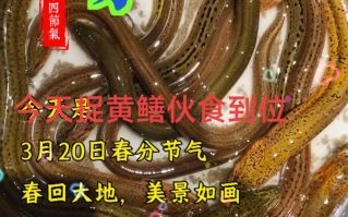 黄鳝吃什么长得快_黄鳝饲料配方