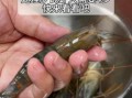 虾头怎么处理才可以吃_虾头怎么清洗才干净