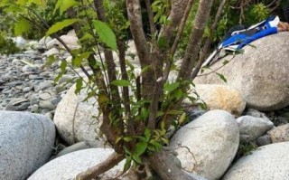 水杨梅根的功效与作用_水杨梅根能治什么病