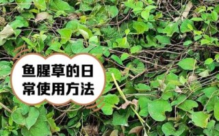 鱼腥草图片长什么样_鱼腥草的功效与作用