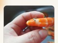 虾线吃了有害吗_虾线怎么去除