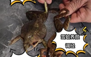 女人多久吃一次雪蛤_雪蛤多久吃一次最好