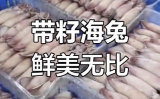 海兔和鱿鱼的区别_海兔是不是鱿鱼