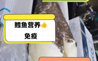 鳕鱼片热量高吗_鳕鱼片营养价值