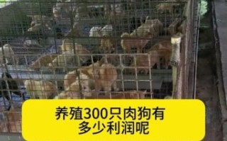 肉狗苗批发市场价格_哪里买肉狗苗靠谱