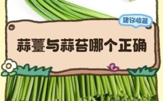 蒜薹和蒜苔的读音一样吗_蒜薹蒜苔哪个正确