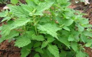 冬凌草图片_冬凌草长什么样