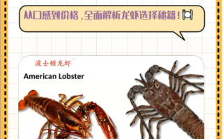 澳洲龙虾和波士顿龙虾哪个好_如何挑选顶级龙虾