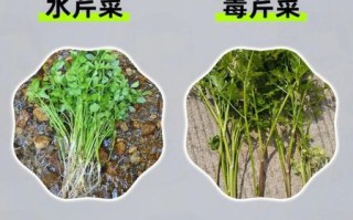 野菜图片大全_哪些野菜可以安全食用