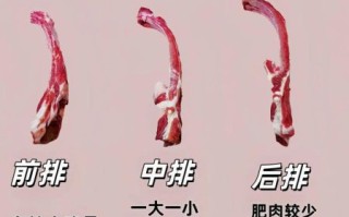 猪龙骨是什么_猪龙骨和排骨区别