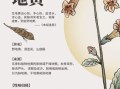 生地黄的功效与作用及食用方法_生地黄怎么吃最好