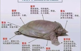 甲鱼的营养价值_吃甲鱼有哪些好处