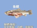 鱼肚是什么_鱼肚和花胶的区别