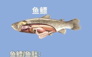 鱼肚是什么_鱼肚和花胶的区别