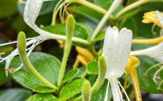 金银花图片高清_金银花长什么样