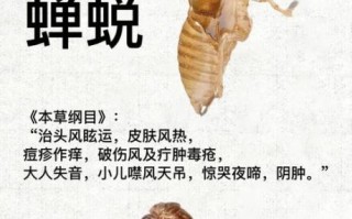 蝉蜕的功效与作用_蝉蜕能治哪些病