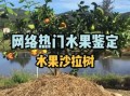 水果沙拉树怎么做_水果沙拉树好吃吗