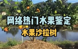 水果沙拉树怎么做_水果沙拉树好吃吗