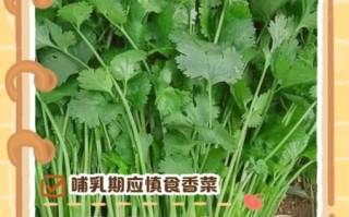 哺乳期能吃香菜吗_香菜回奶还是下奶
